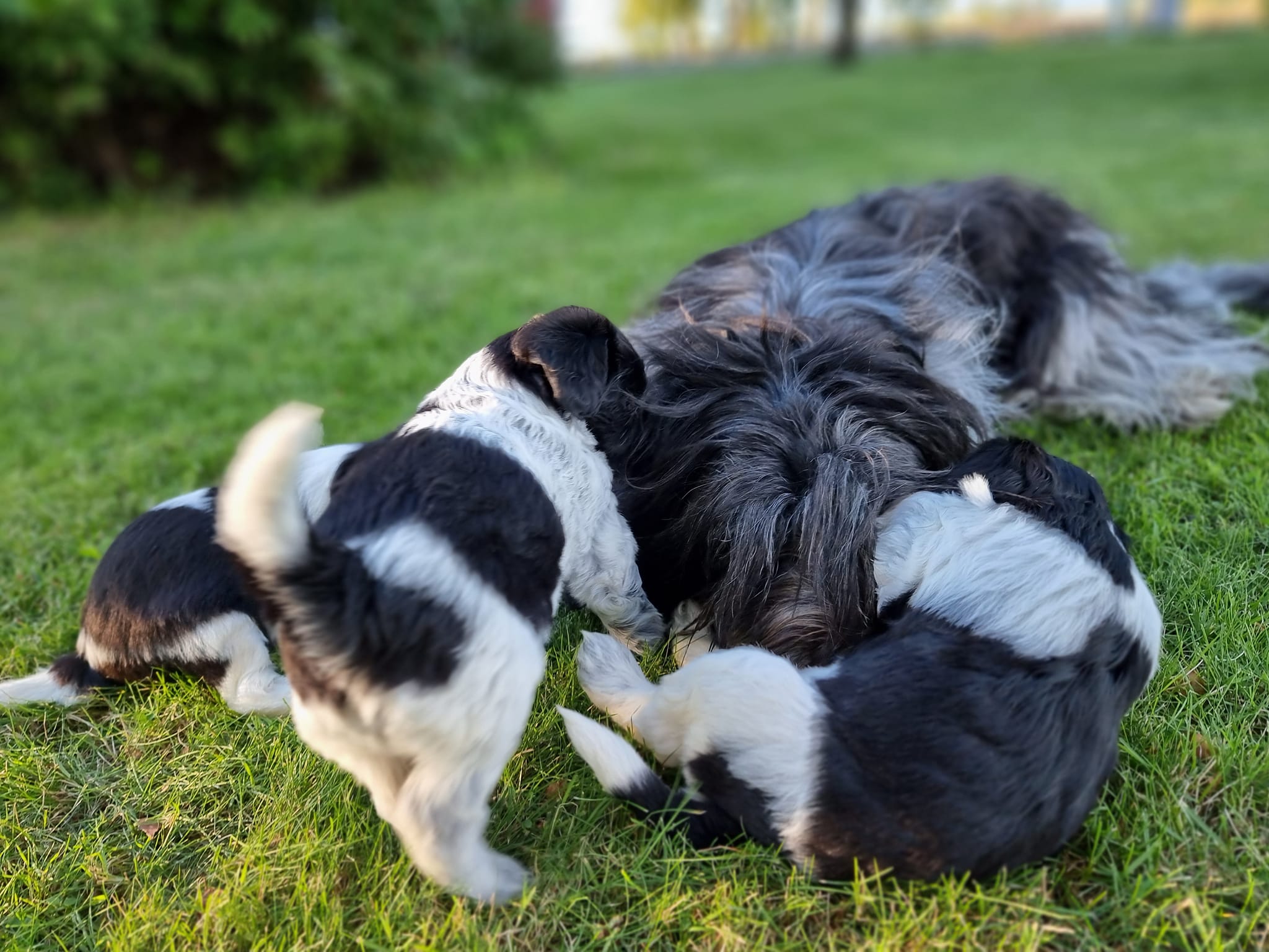 Gods From Ash - Planerade valpar